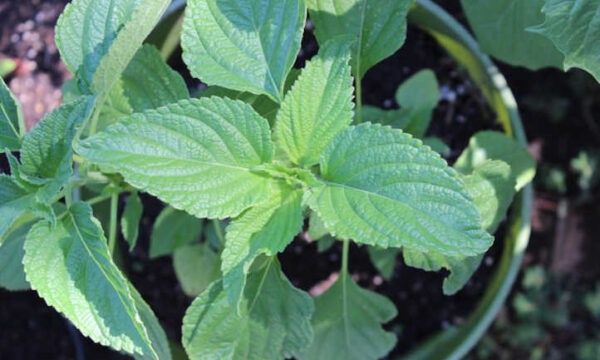 Planta de Chia: O Primo Mais Sementento da Sálvia – DrJardim