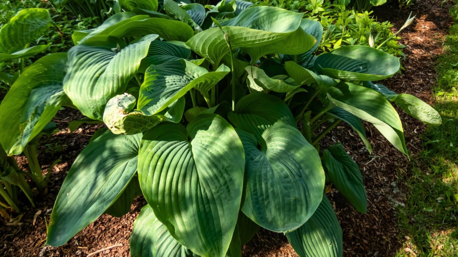 Como Plantar, Cultivar e Cuidar da Hosta 'Empress Wu'