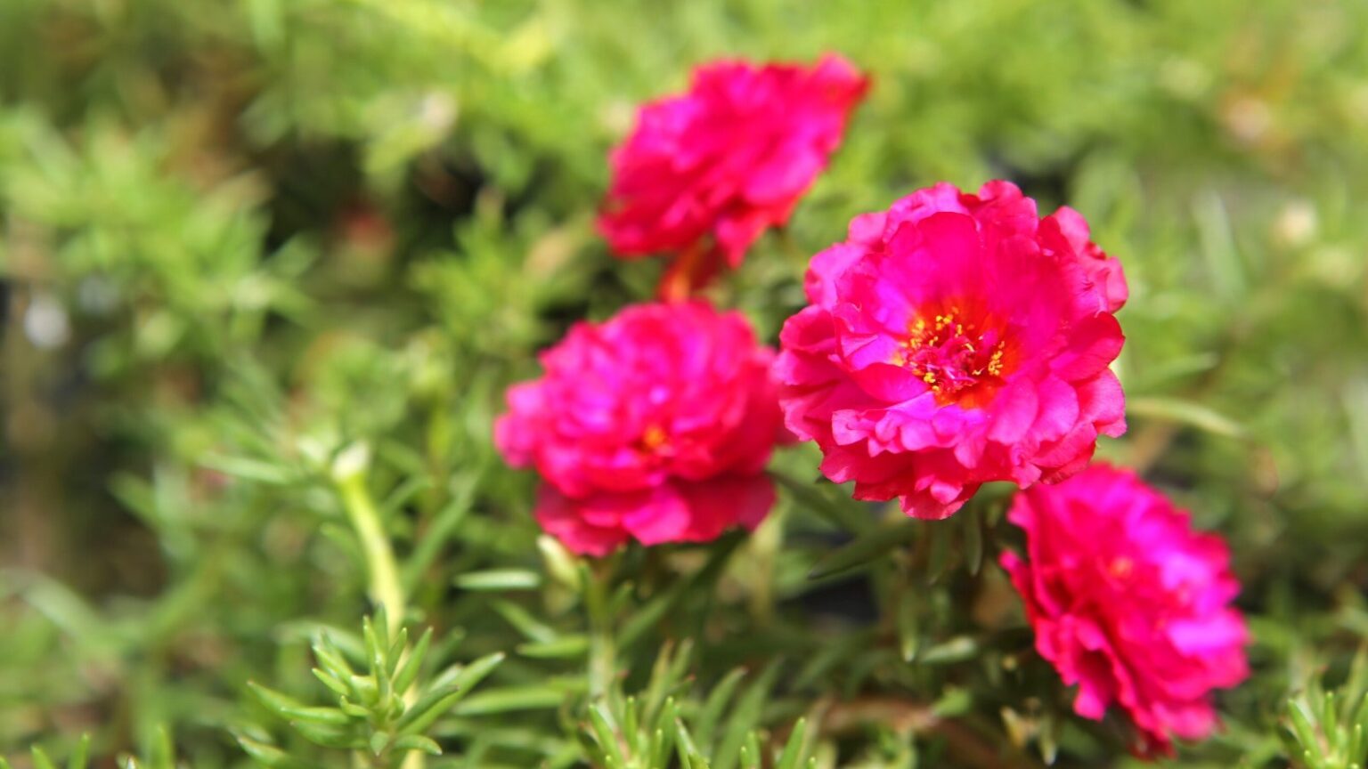 Como Plantar, Cultivar e Cuidar de Portulaca