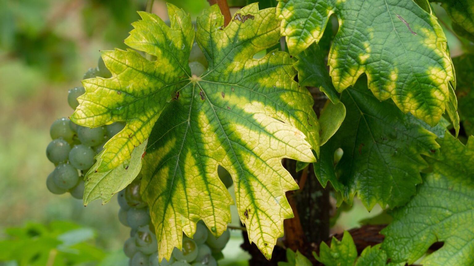 O que é Clorose? Tratando a Deficiência de Ferro em Plantas