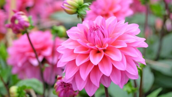 Como Plantar, Cultivar e Cuidar do Tomilho Rastejante – DrJardim