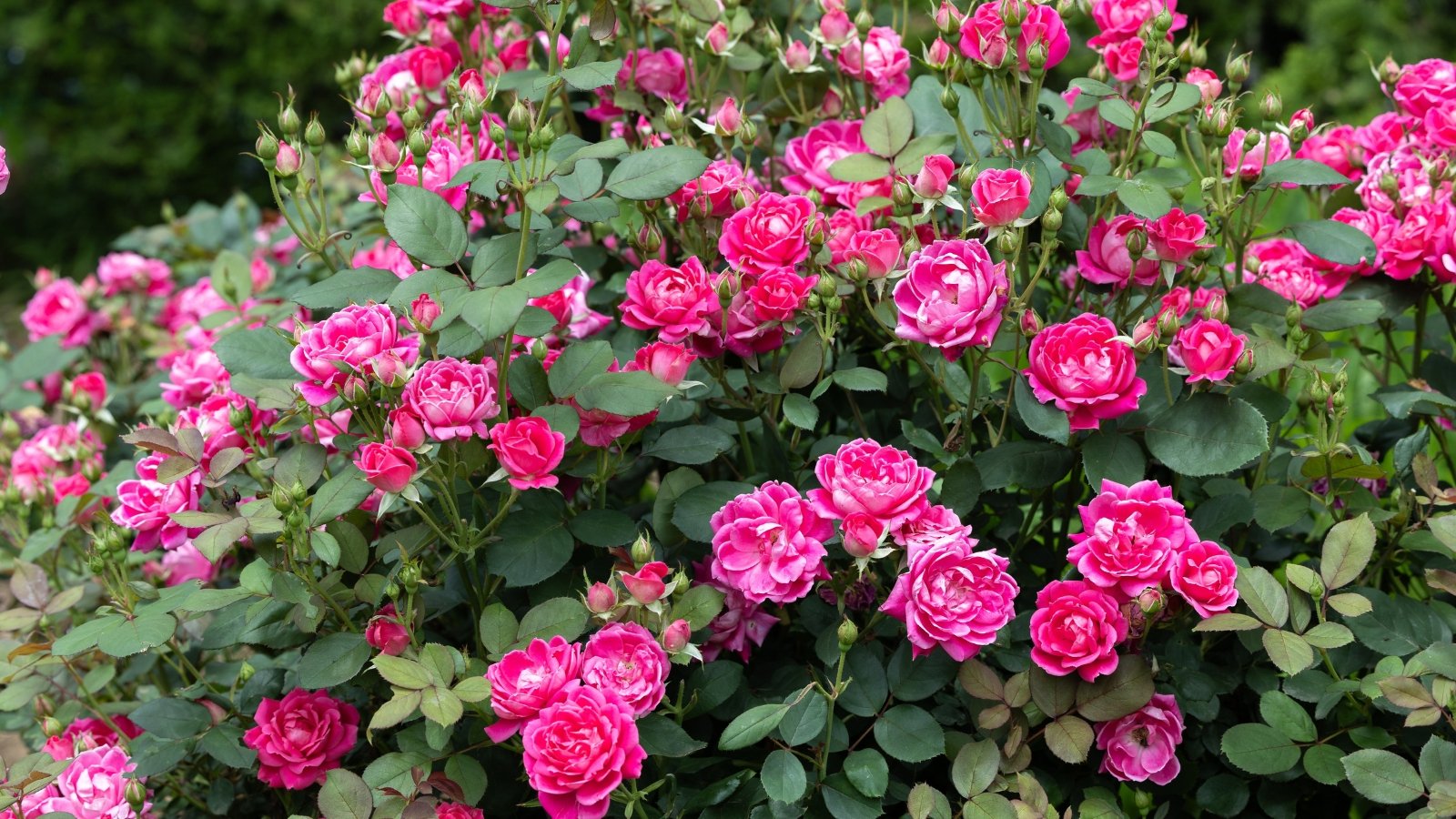 Como Podar Rosas Knockout em 7 Passos Fáceis