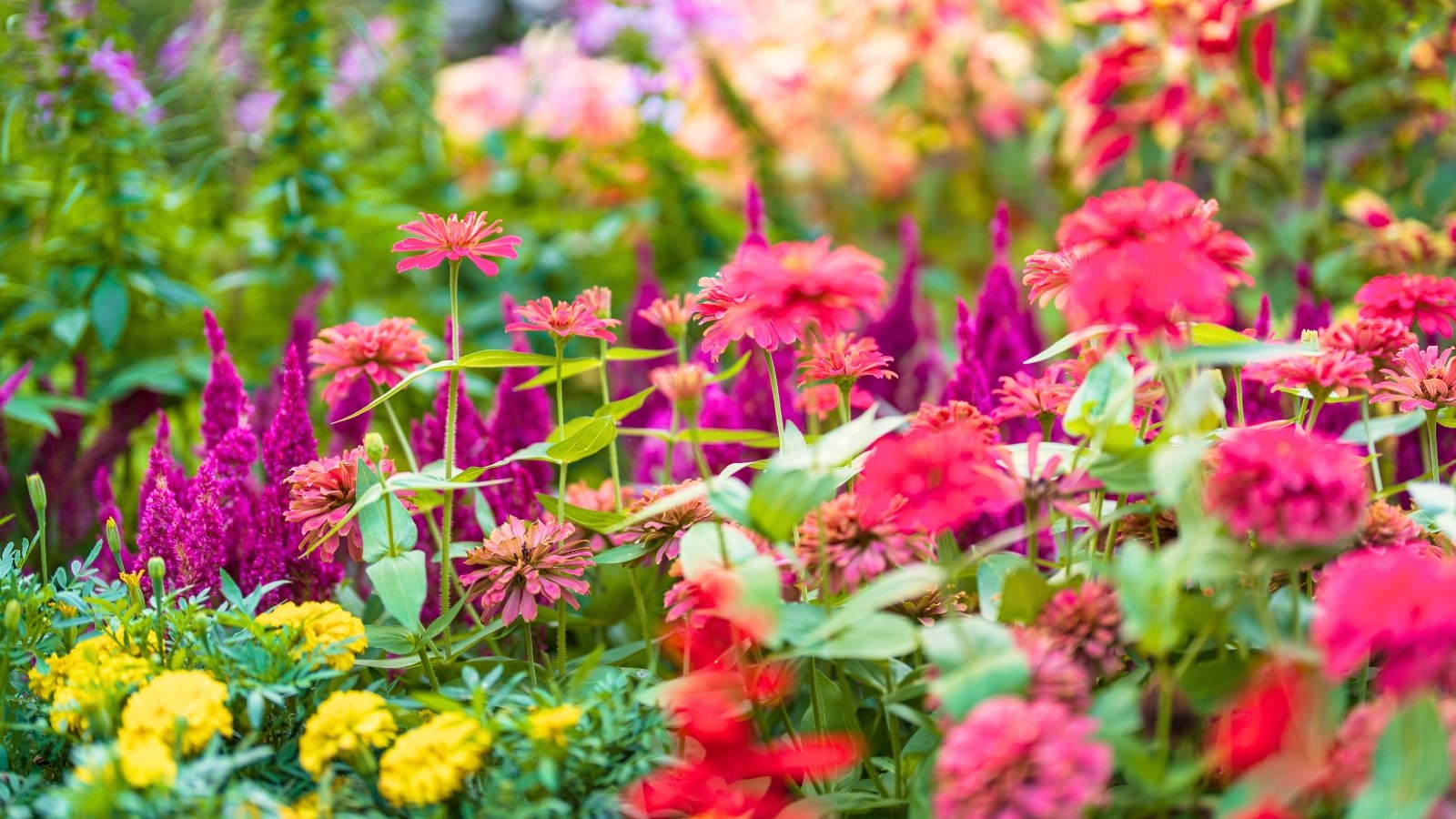 9 Paletas de Cores de Flores Anuais que Amamos para a Primavera