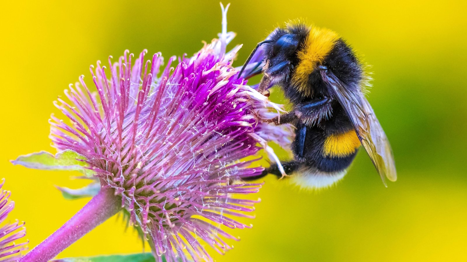 7 Maneiras de Atrair Mais Abelhas Rainhas para o seu Jardim