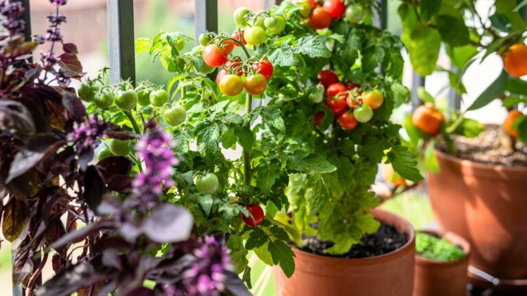 Nossas 19 Plantas Comestíveis Favoritas para Cultivar em Vasos e
