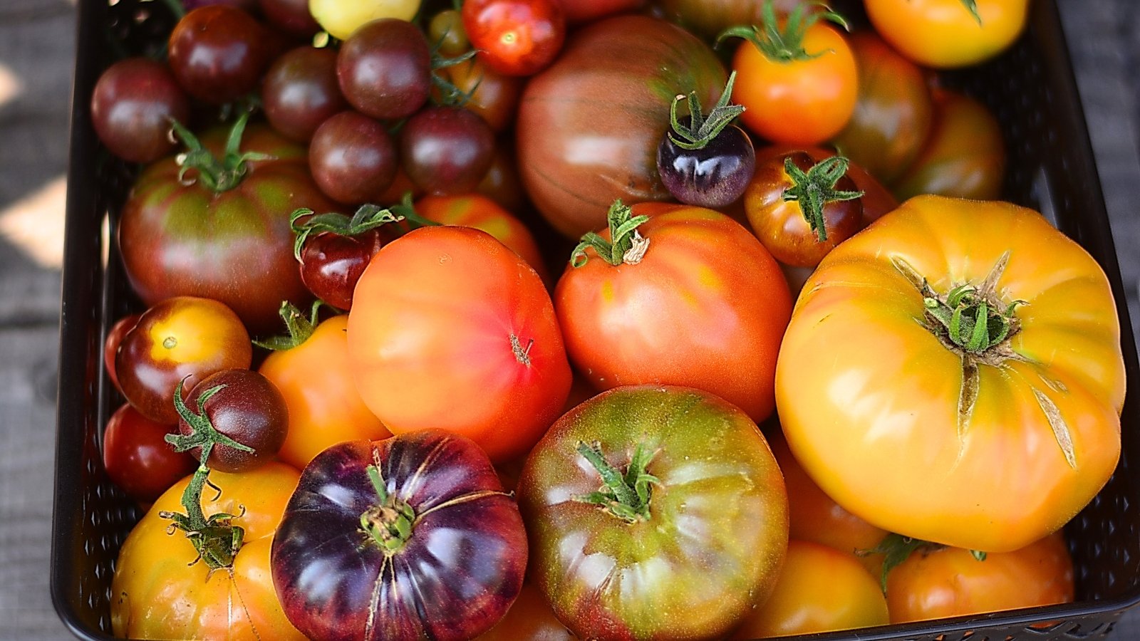 21 Variedades de Tomate Infalíveis que Qualquer Pessoa Pode Cultivar