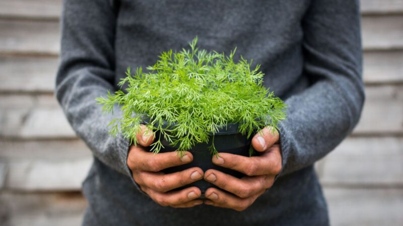 Como Cultivar Endro em Vasos e Recipientes