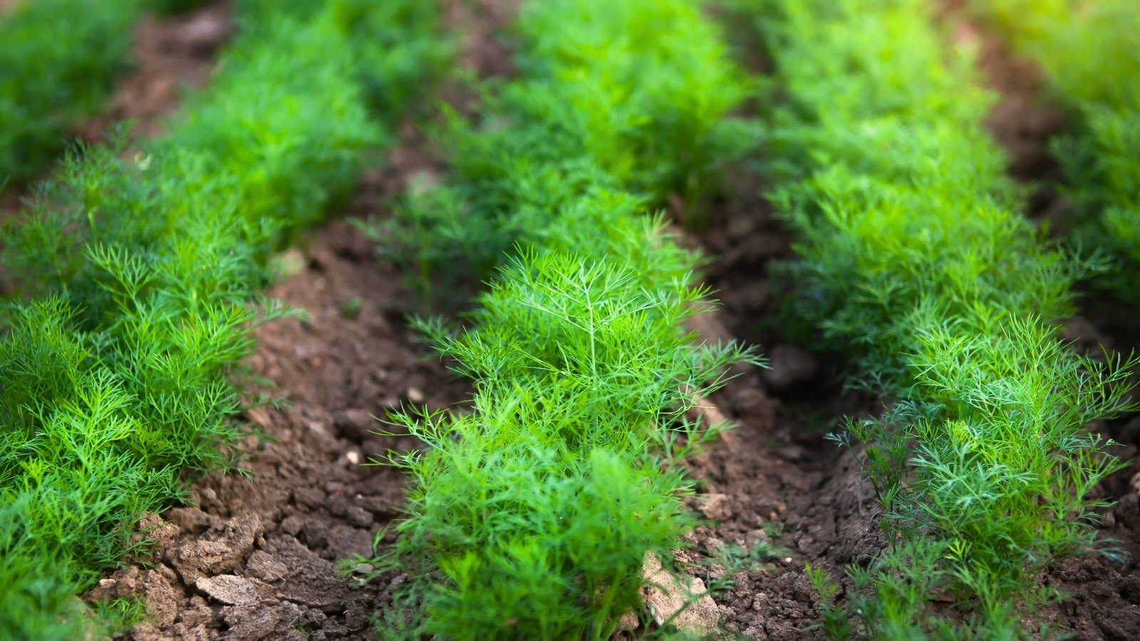 Como Cultivar Endro a Partir de Sementes: 7 Dicas de Cultivo