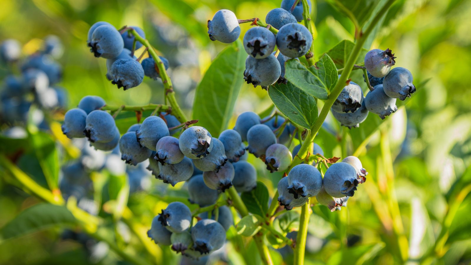 Como Cultivar Mirtilos a Partir de Sementes