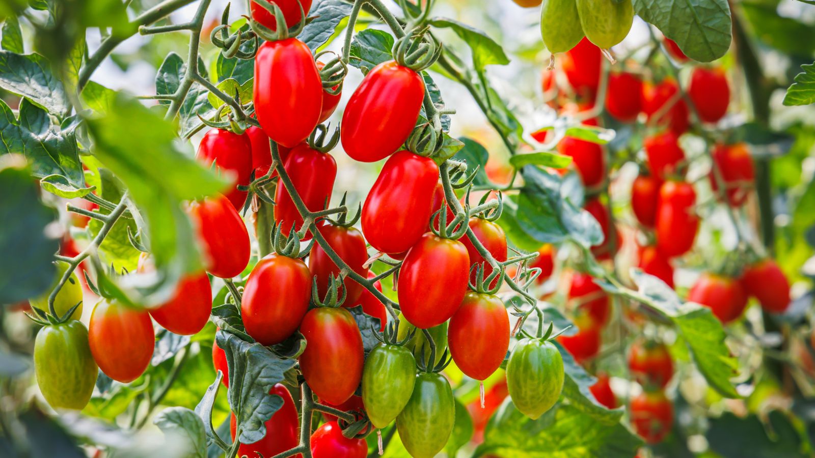 Como Plantar, Cultivar e Cuidar de Tomates Roma
