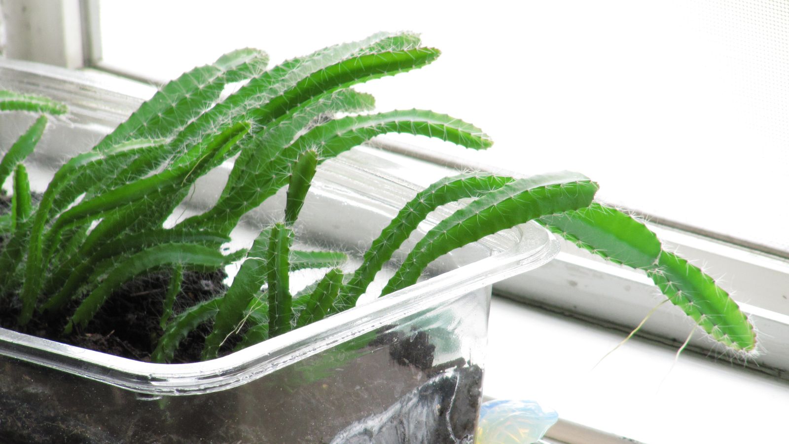 Como Cultivar Pitaya a Partir de Sementes: Um Guia para Iniciantes