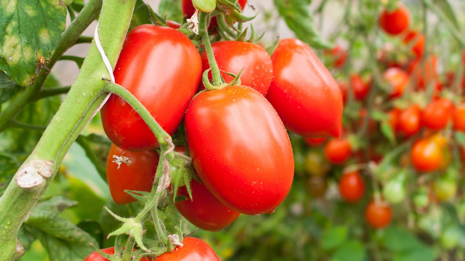 11 Melhores Variedades de Tomate Roma para o Seu Jardim