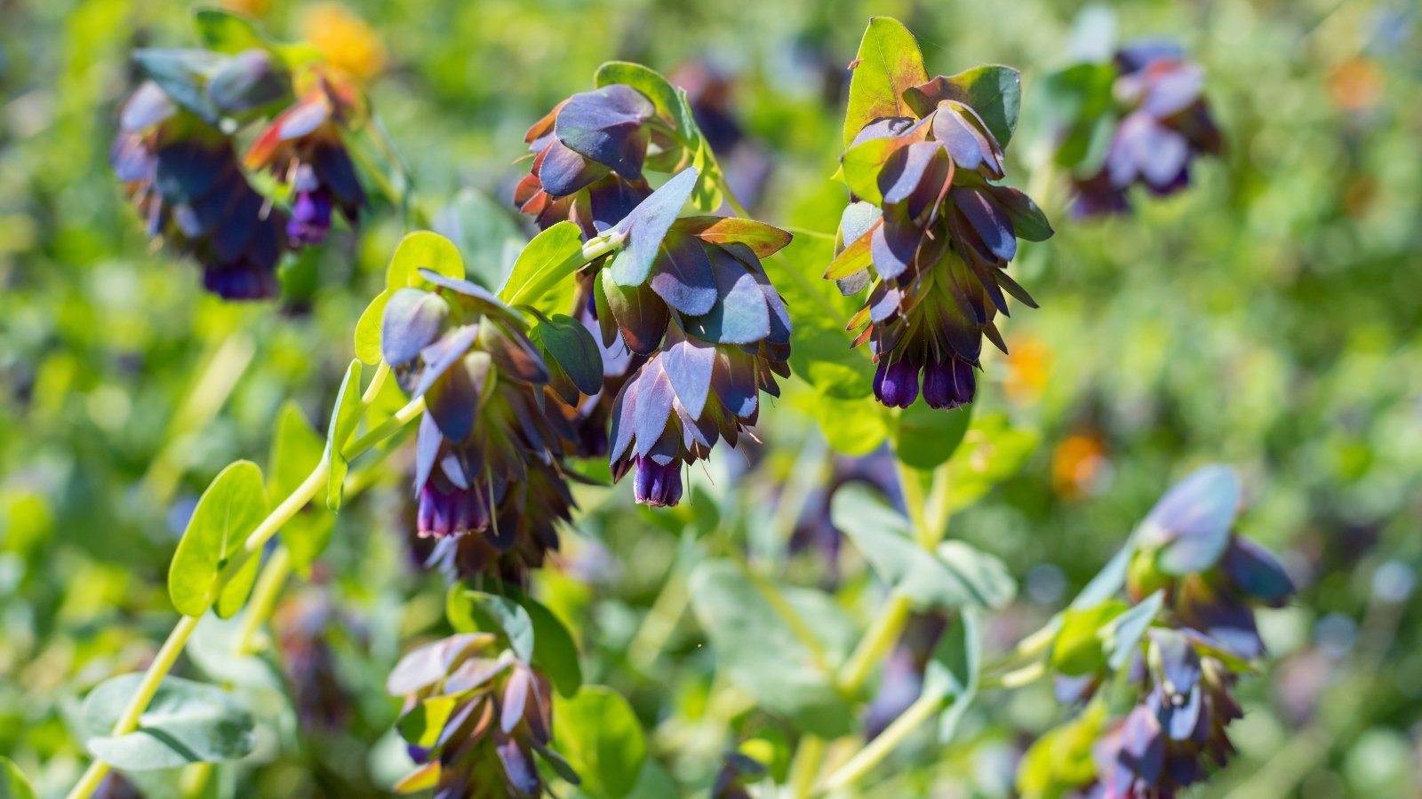 Como Plantar, Cultivar e Cuidar de Cerinthe