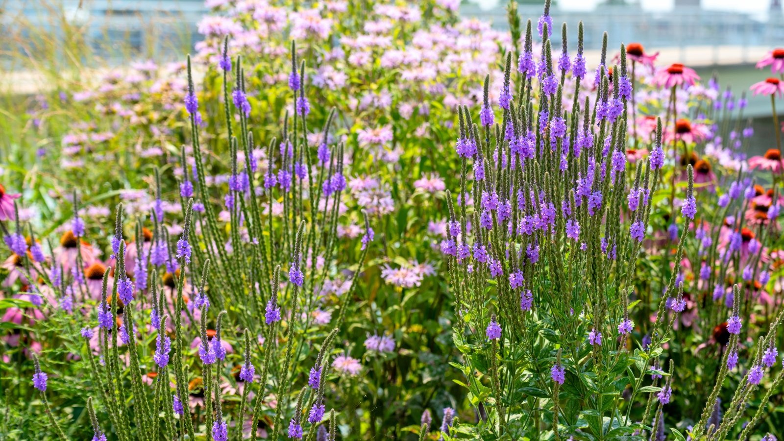 Como Encontrar as Plantas Nativas Certas para Sua Região