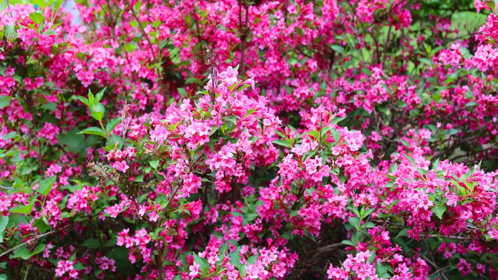 13 Arbustos com Flores de Verão Deslumbrantes