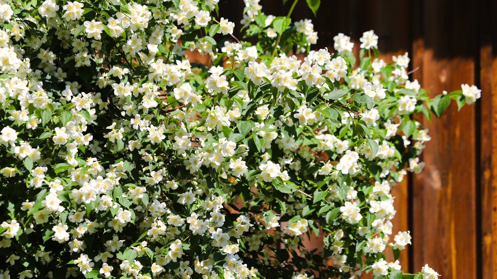 9 Lindos Arbustos para Plantar em Outubro