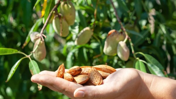 Como Plantar, Cultivar e Cuidar de uma Amendoeira