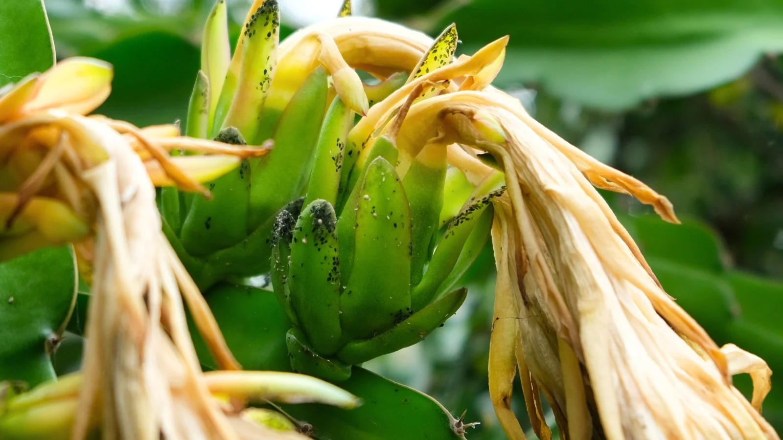 5 Pragas da Fruta do Dragão e Como Eliminá-las
