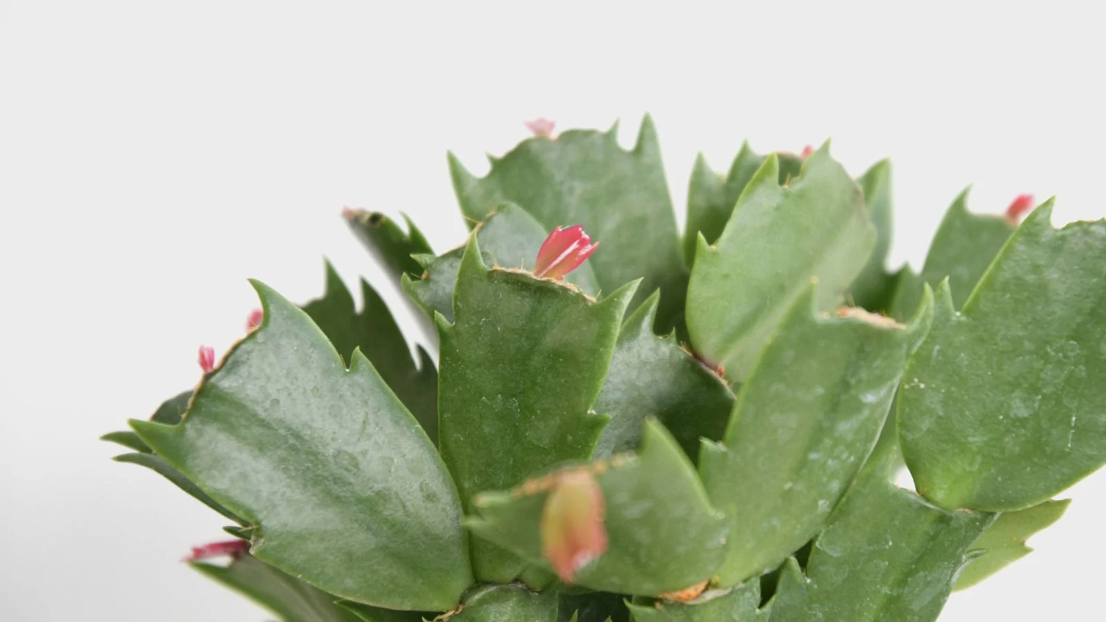 Como Cultivar Cacto de Natal na Água